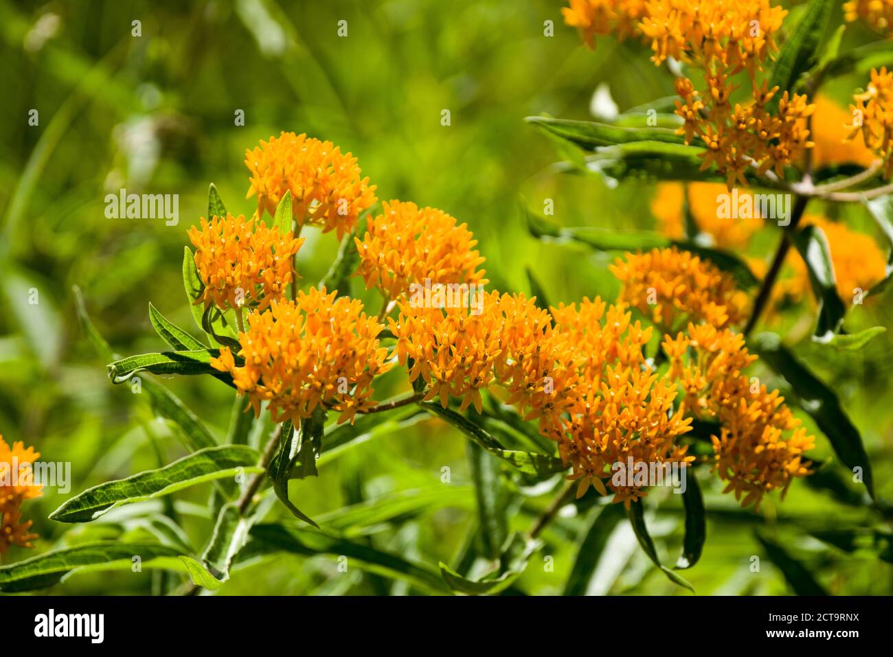 Butterfly Weed (Asclepias tuberosa Stock Photo - Alamy