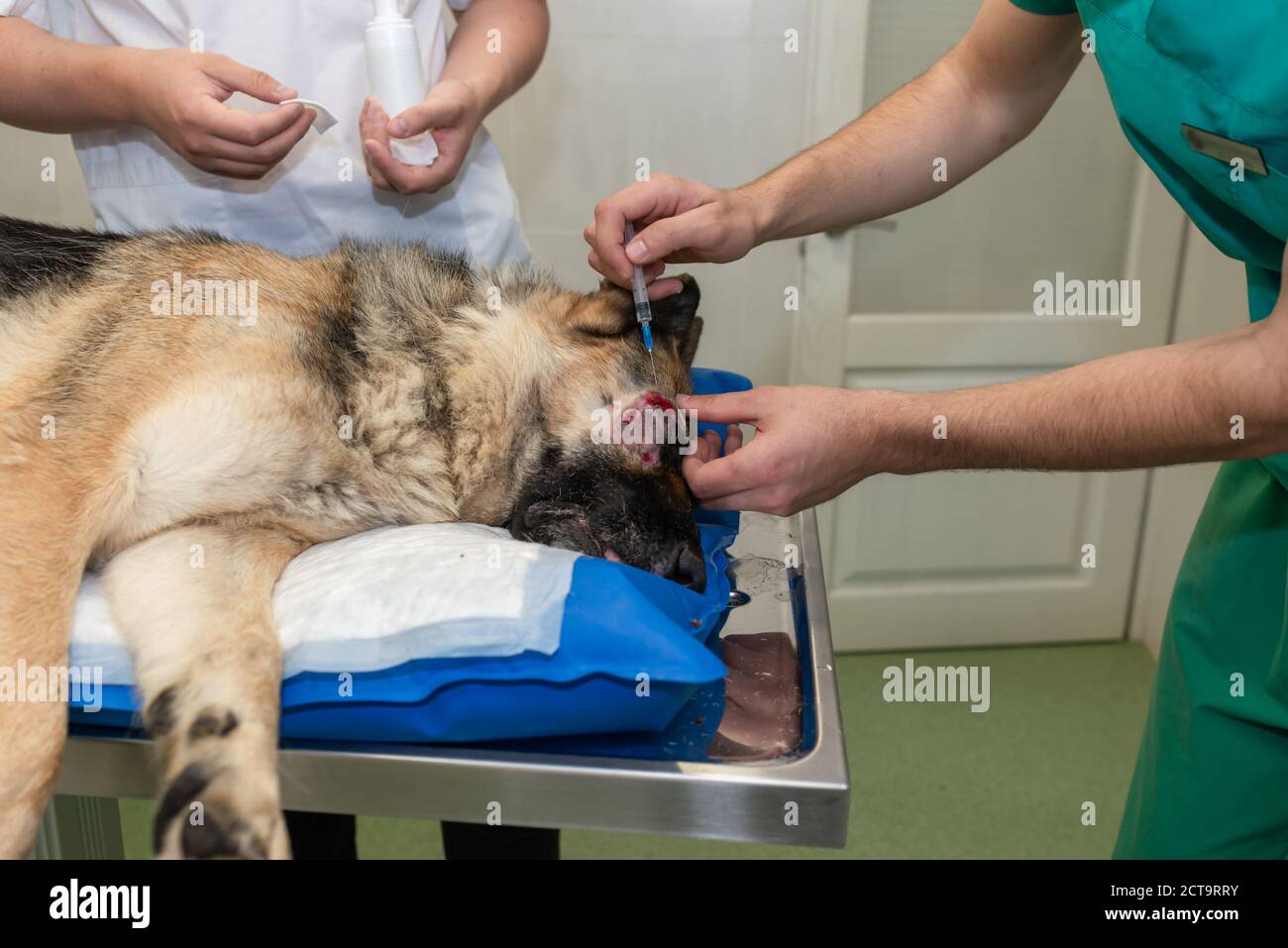 Large dog under anesthesia in veterinarian clinic Stock Photo - Alamy