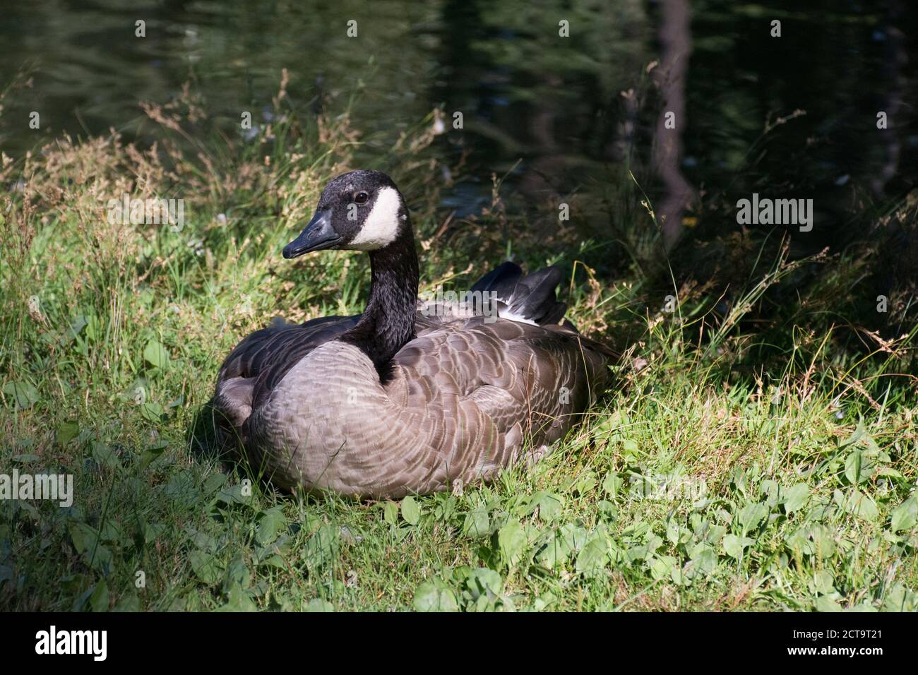 Canadian goose laying by a lake hi-res stock photography and images - Alamy