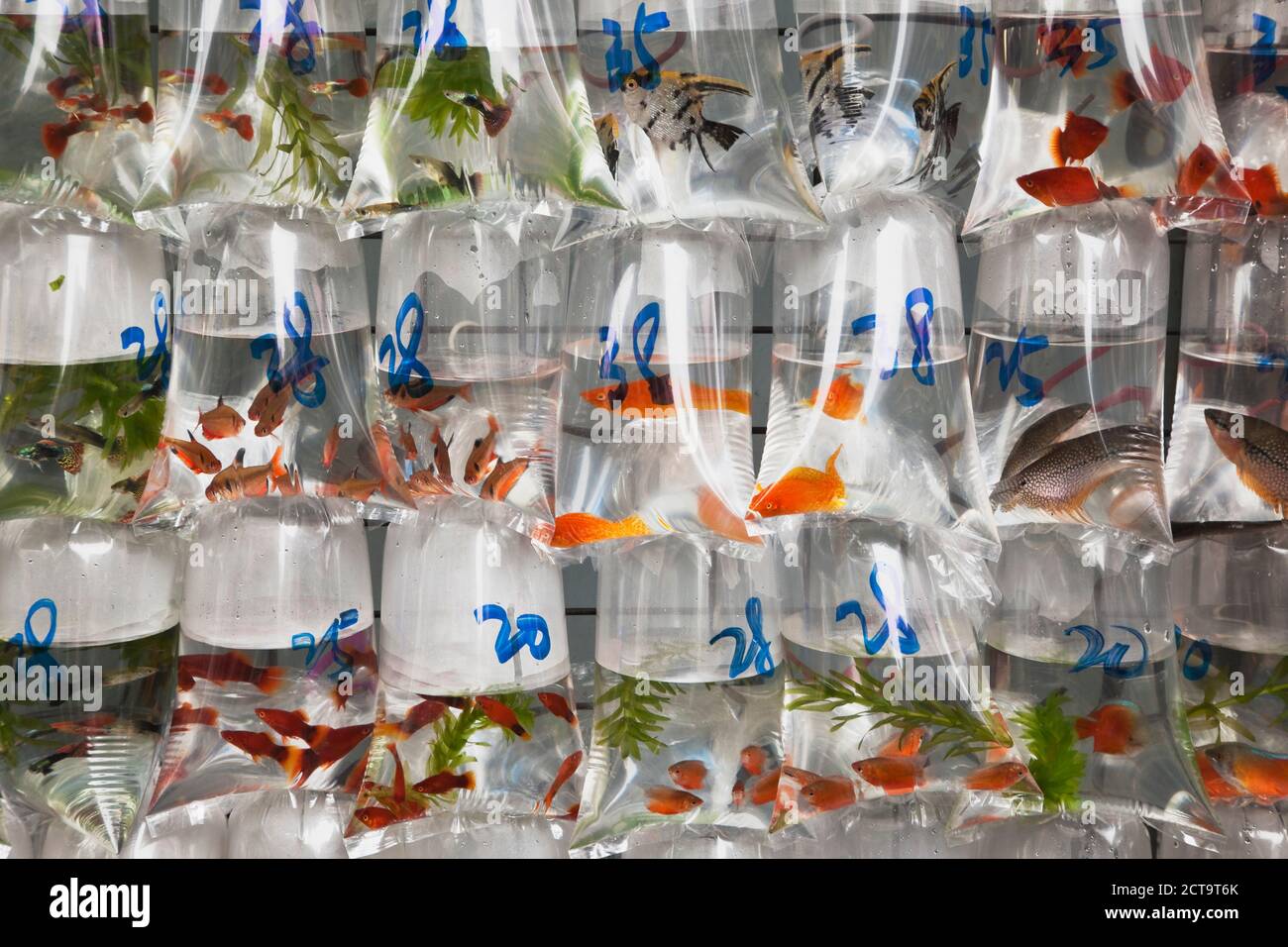 Hong kong china ornamental fish hi-res stock photography and images - Alamy
