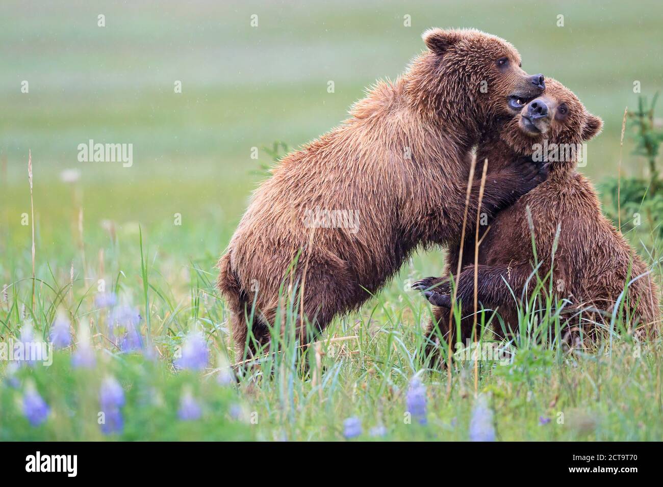 USA, Alaska, Lake Clark National Park and Preserve, Brown bears (Ursus ...