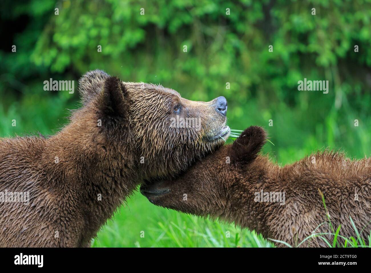 Canada, Khutzeymateen Grizzly Bear Sanctuary, Grizzly bears smelling ...