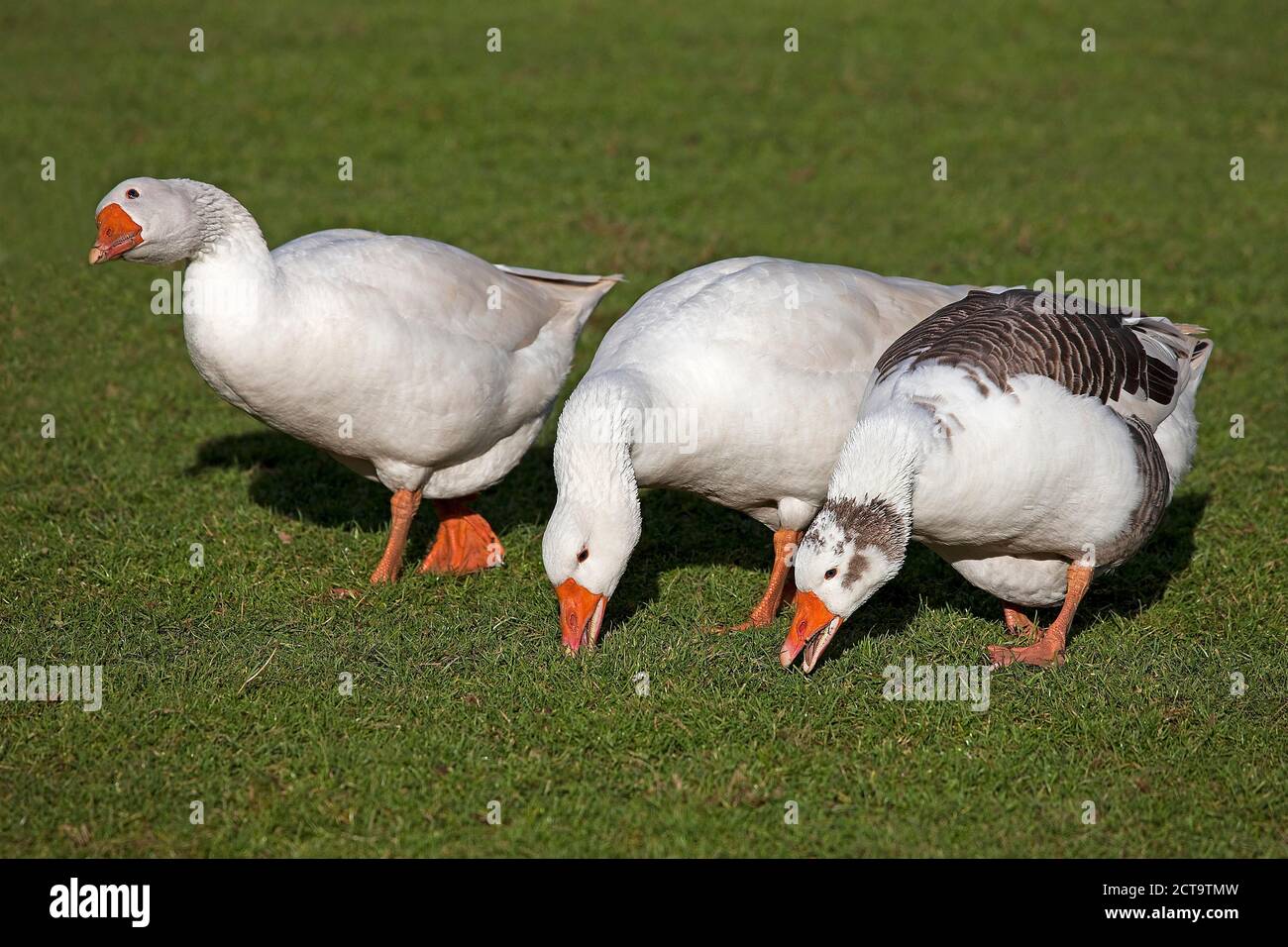Norman Goose, Male is White and Female is White and Brown, a French ...