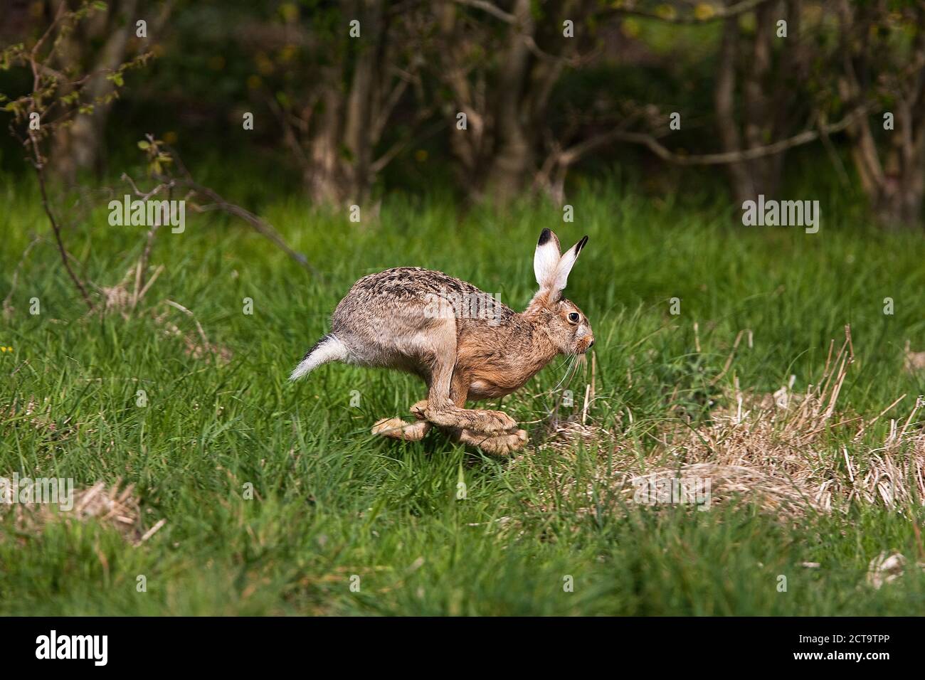 European Brown Hare, lepus europaeus, Adult running on Grass, Normandy ...