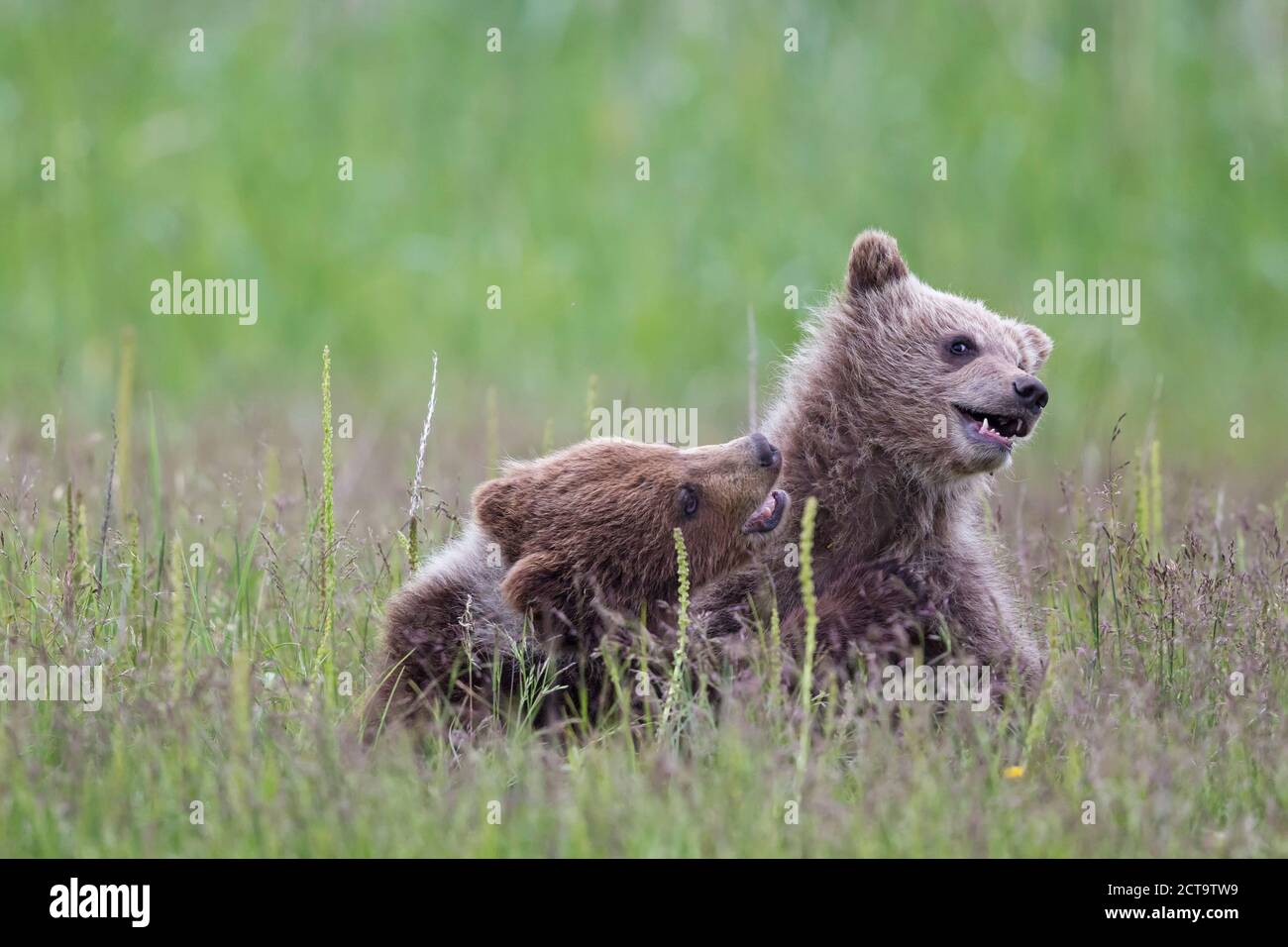 USA, Alaska, Lake Clark National Park and Preserve, Playing Brown bears ...