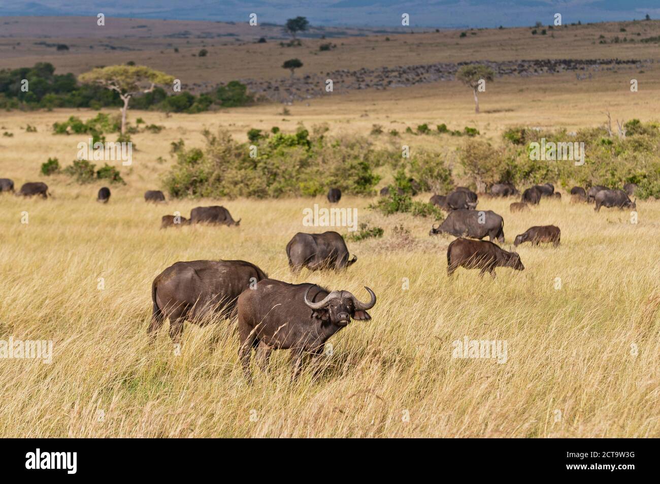 Kenya, Group of African buffaloes at Maasai Mara National Reserve Stock ...