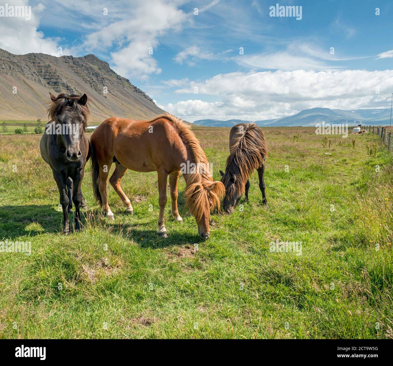 Three icelandic horses hi-res stock photography and images - Alamy
