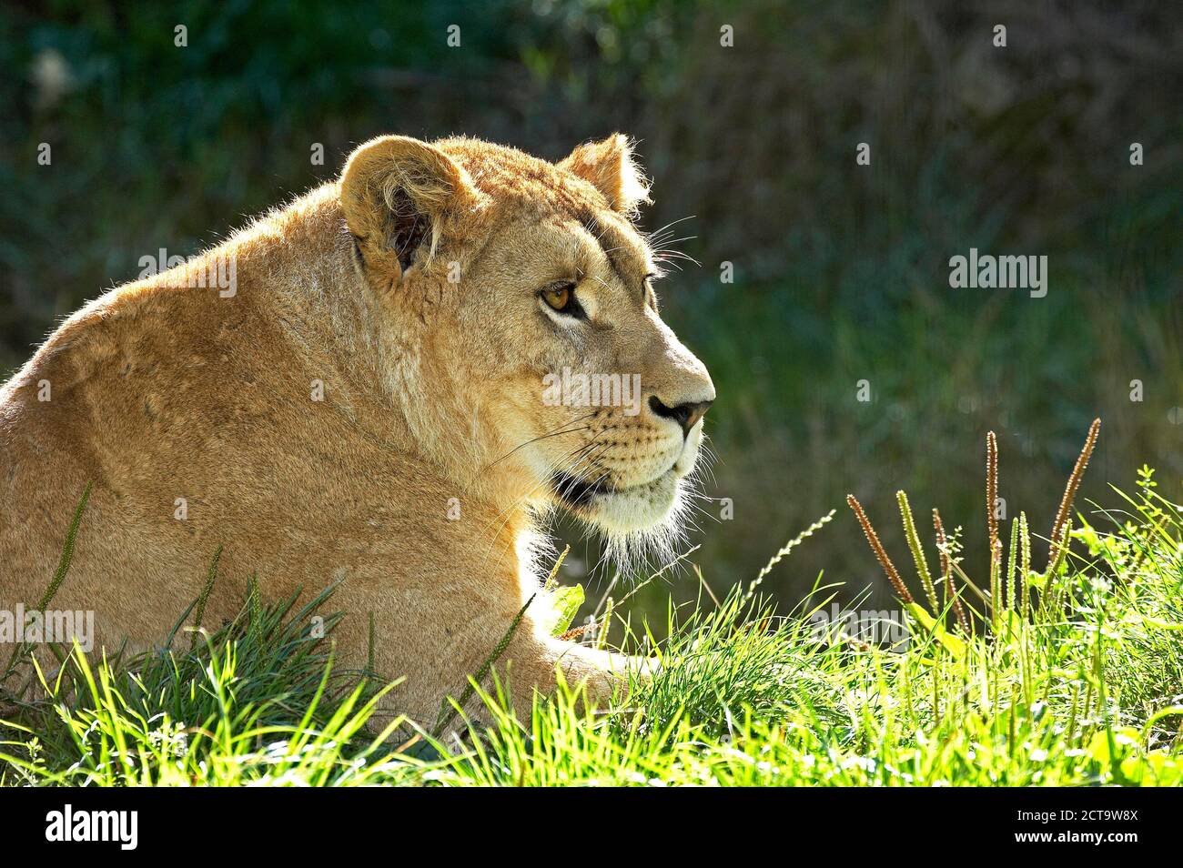 African Lion, panthera leo, Portrait of Female Stock Photo - Alamy