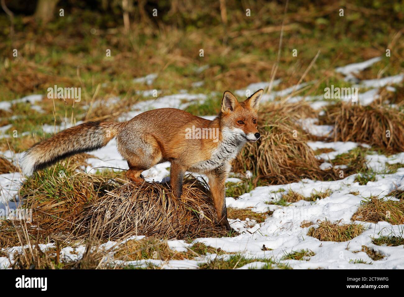 Red Fox, vulpes vulpes, Adult walking on Snow, Normandy Stock Photo - Alamy