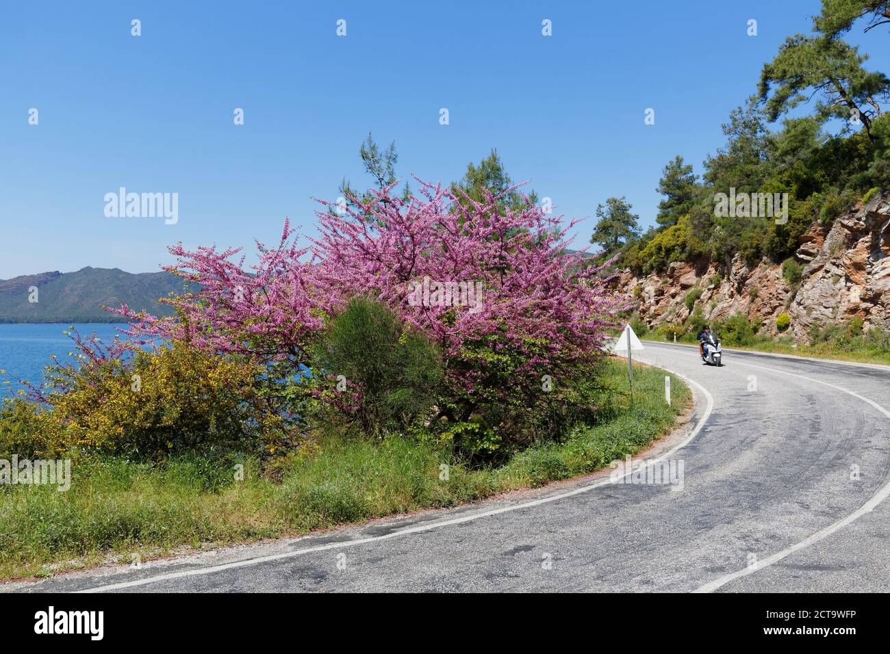 Turkey, View of Judas tree along road Stock Photo - Alamy