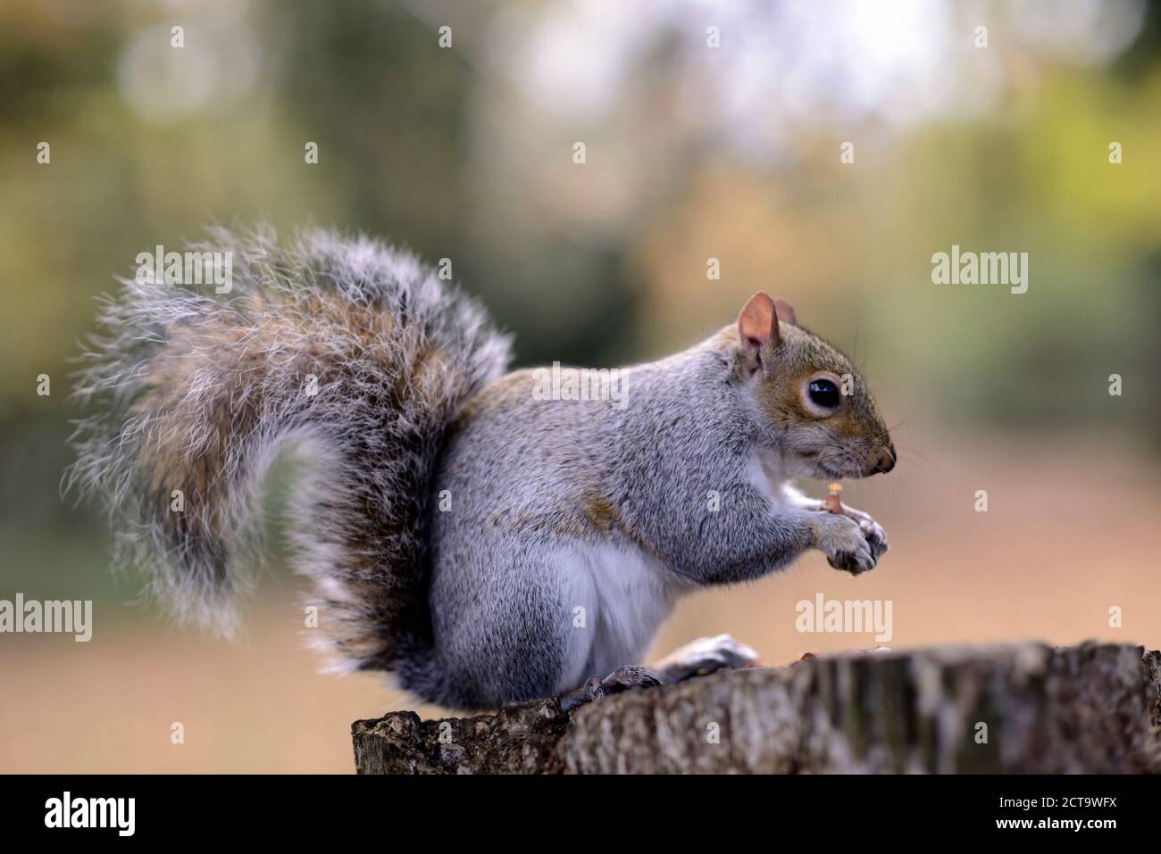 Multi trunk tree hi-res stock photography and images - Alamy