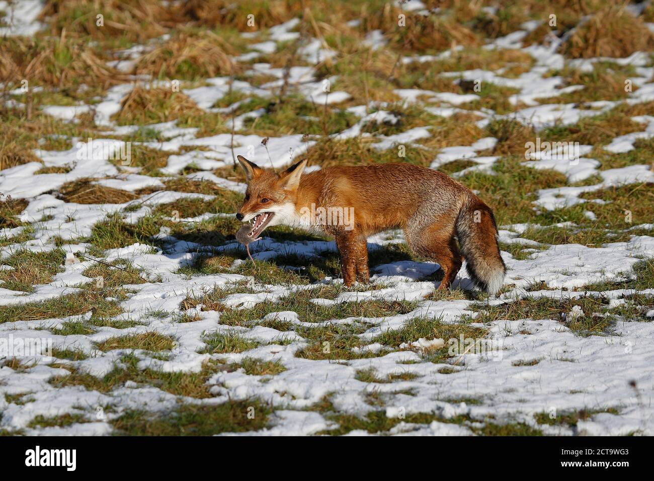 Red Fox, vulpes vulpes, Adult walking on Snow, Normandy Stock Photo - Alamy