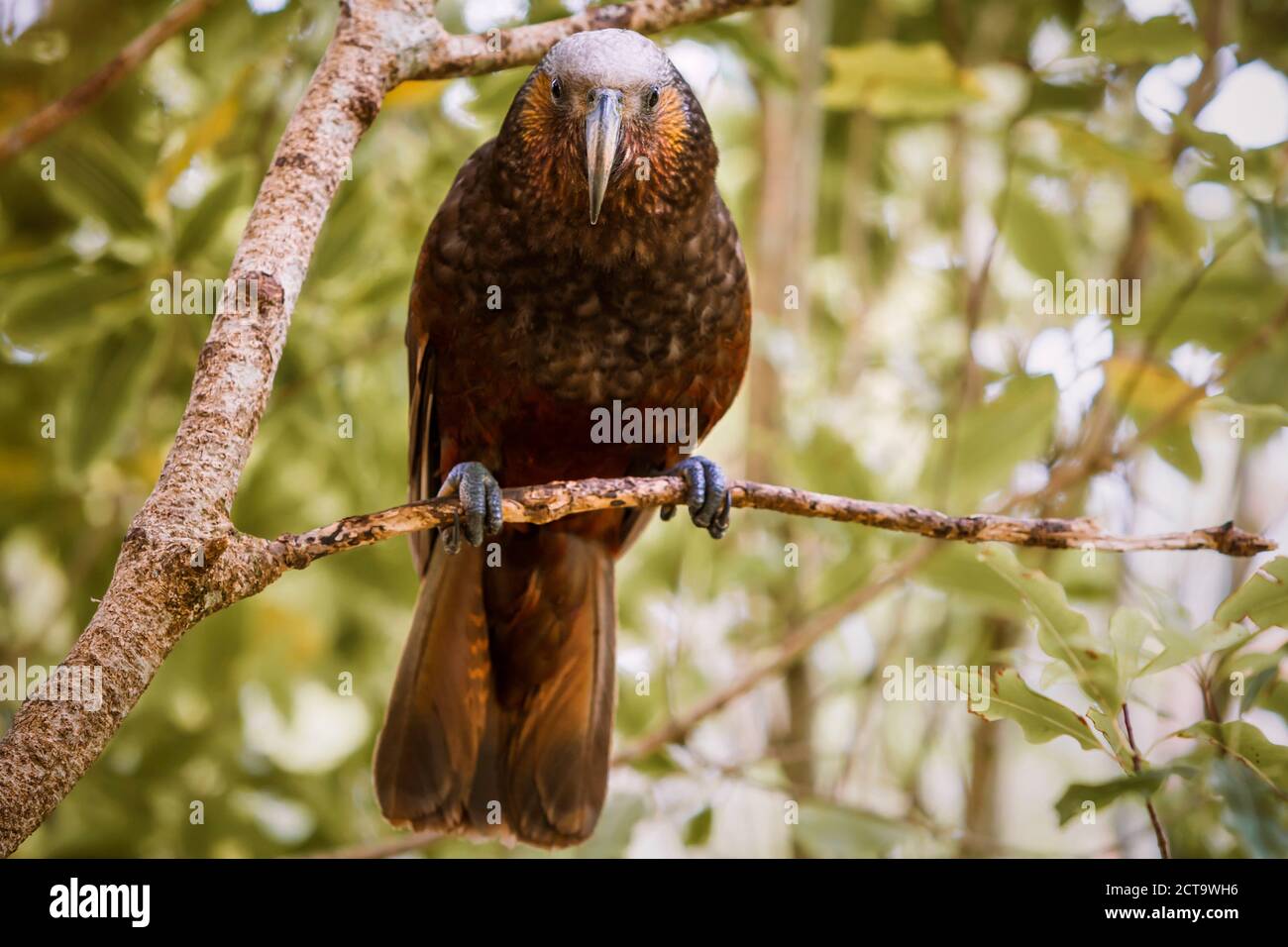 New Zealand, Pukaha Mount Bruce National Wildlife Centre, Kaka (Nestor ...