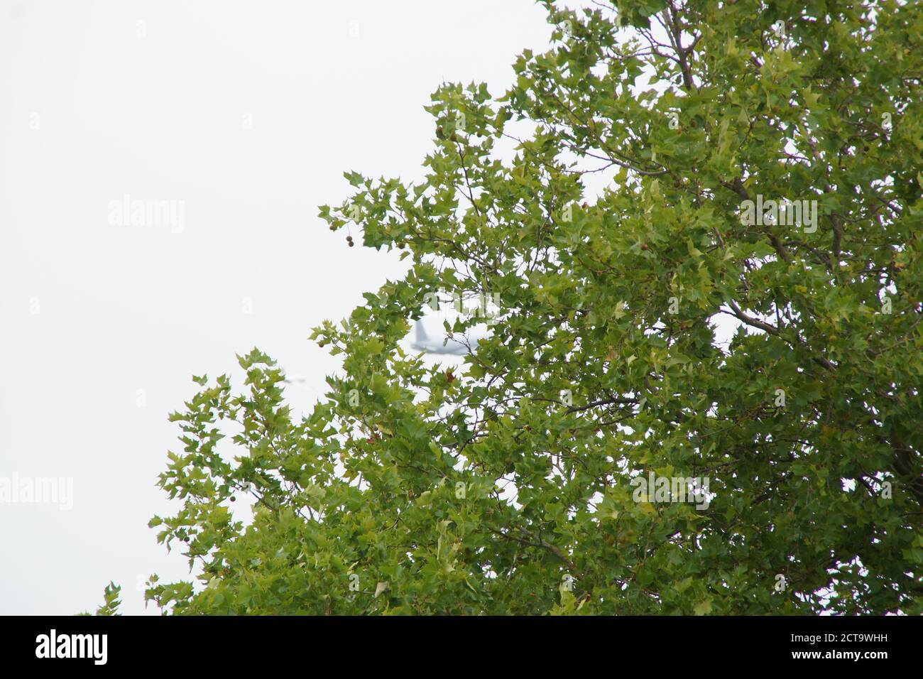 View of green leaves on the tree branch Stock Photo - Alamy