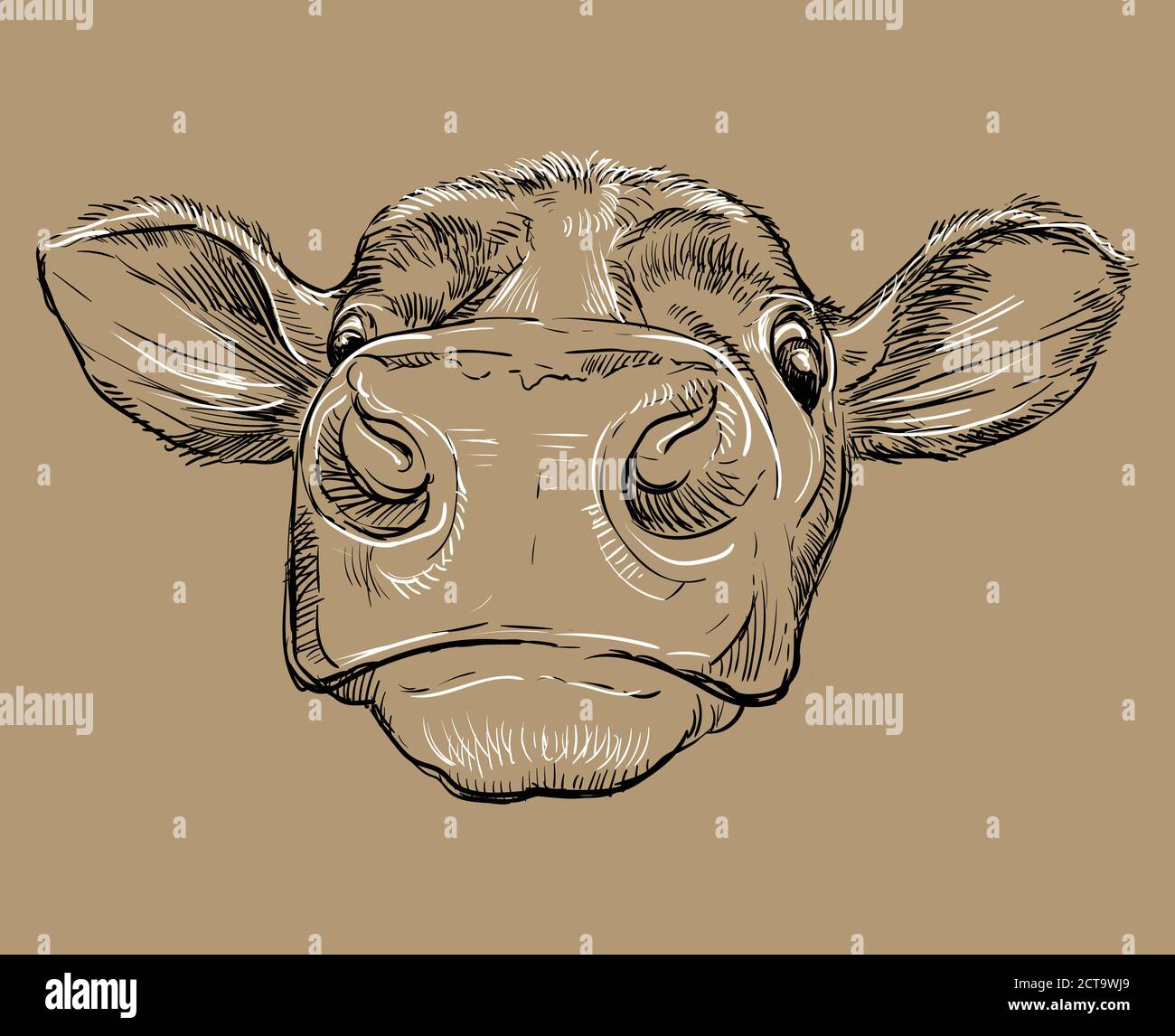 Bull drawing hi-res stock photography and images - Alamy