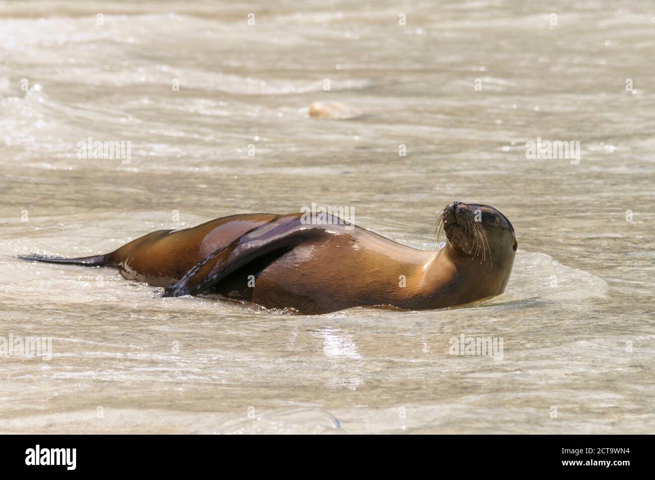 Genovesa hi-res stock photography and images - Alamy