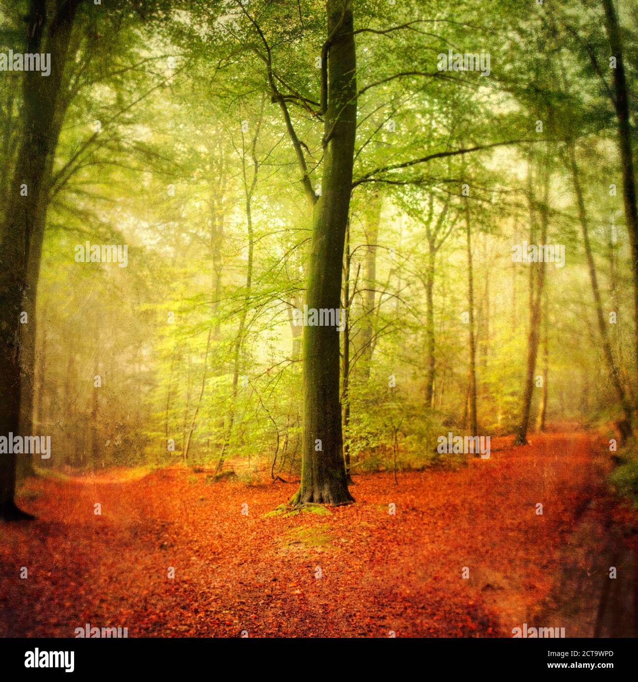 Tree fork with autumn leaves hi-res stock photography and images - Alamy