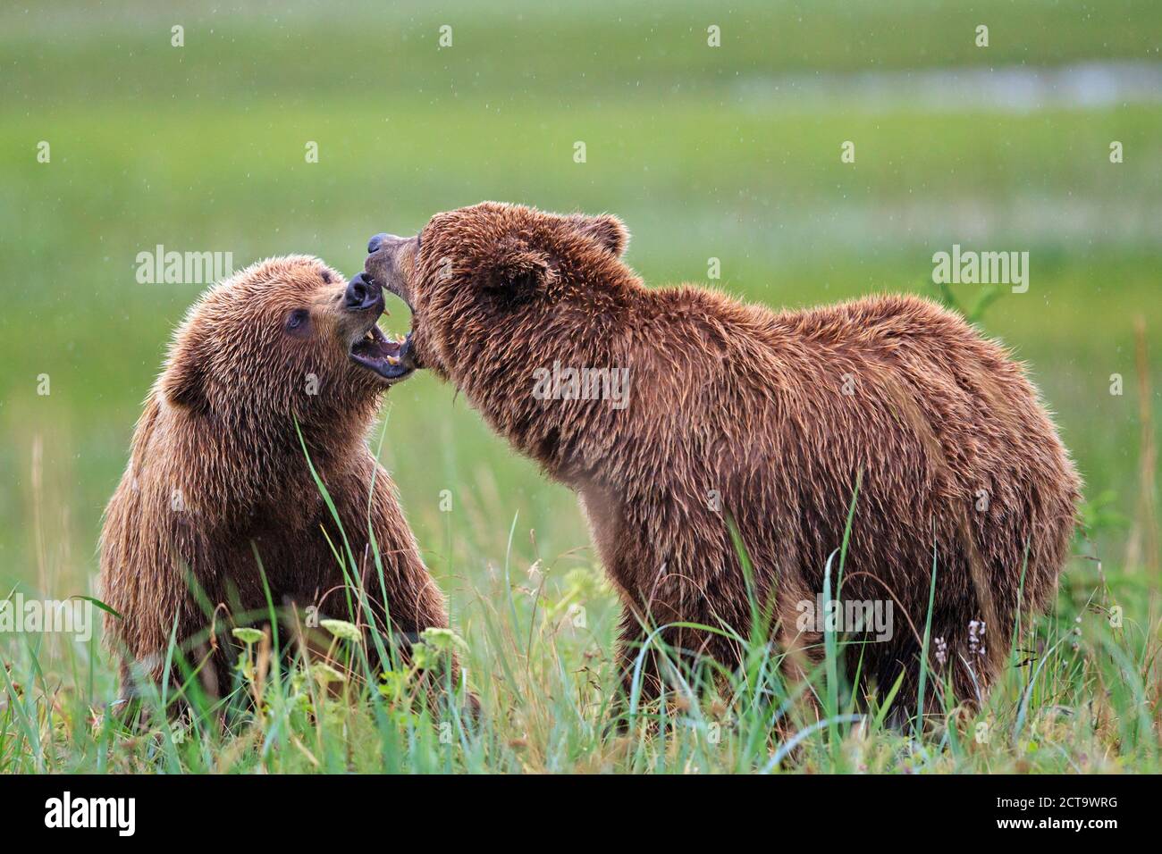USA, Alaska, Lake Clark National Park and Preserve, Brown bears (Ursus ...