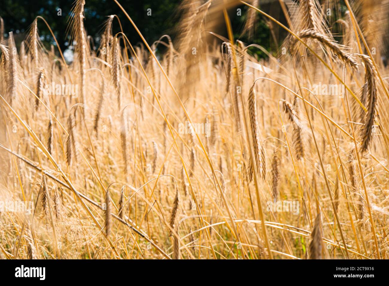 Glimpse of a grain crop during a gust of wind through the field Stock ...