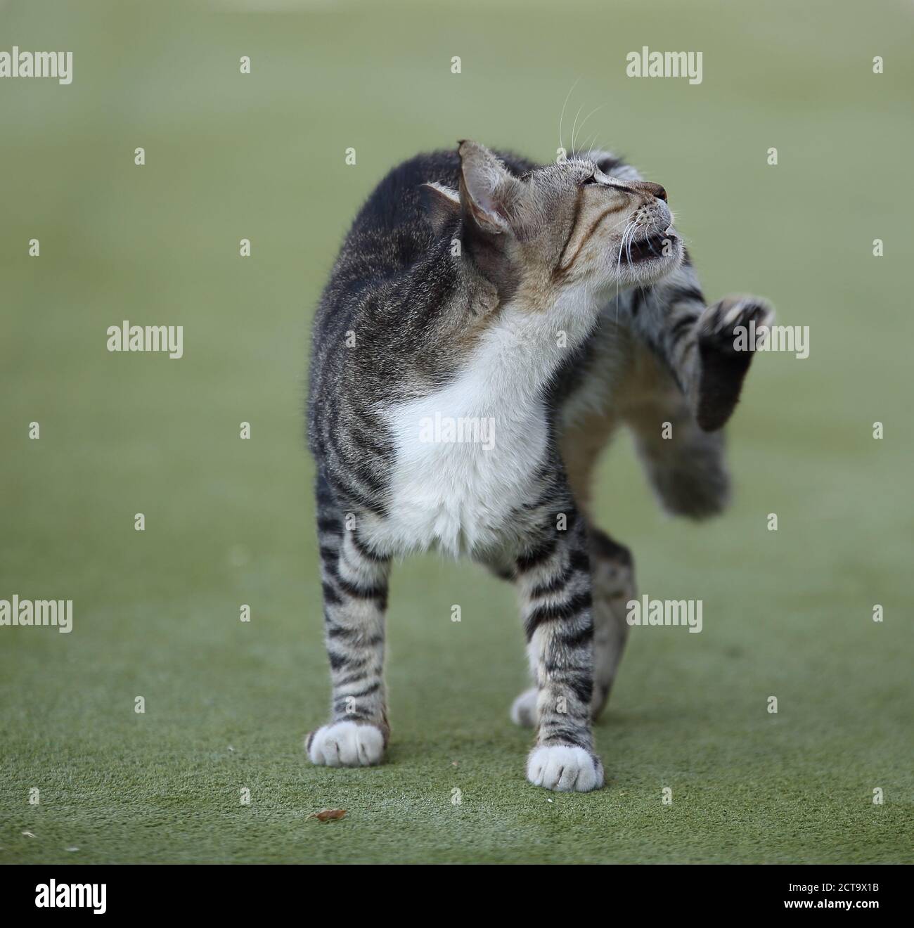 Funny pose hi-res stock photography and images - Alamy