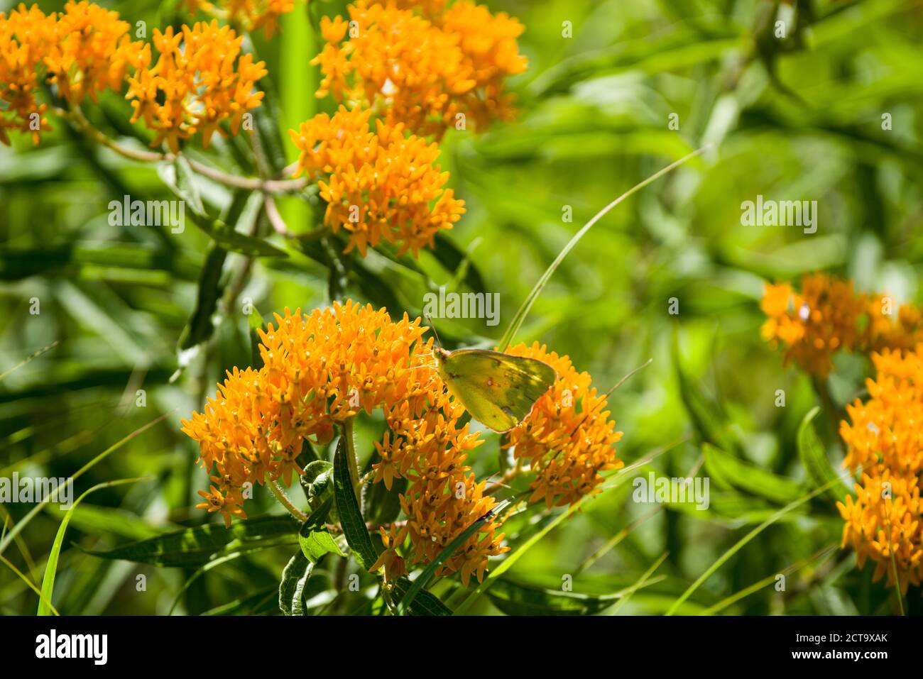 Butterfly Weed (Asclepias tuberosa Stock Photo - Alamy