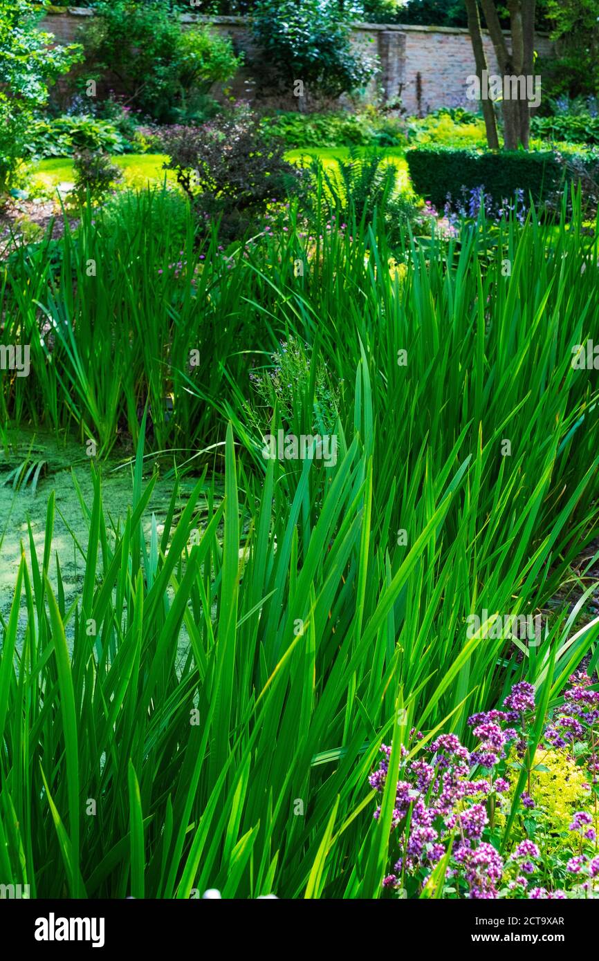 Salt marsh hall gardens Stock Photo - Alamy