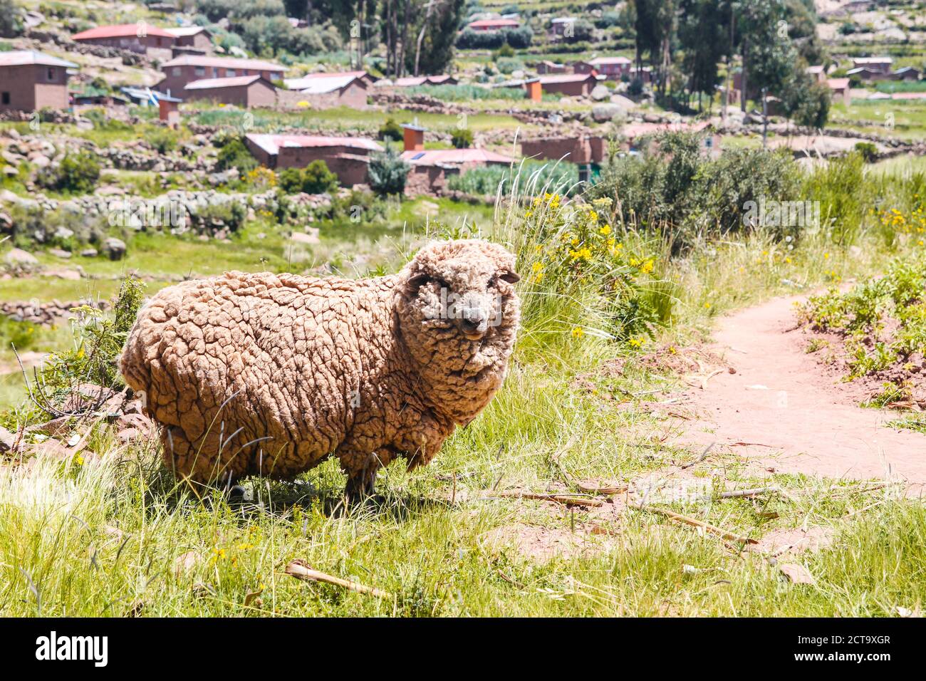 South America, Peru, Puno, Taquile, sheep Stock Photo - Alamy