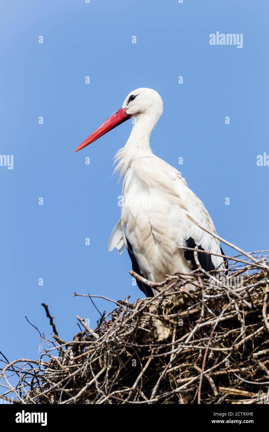 White storks nesting on roof hi-res stock photography and images - Alamy