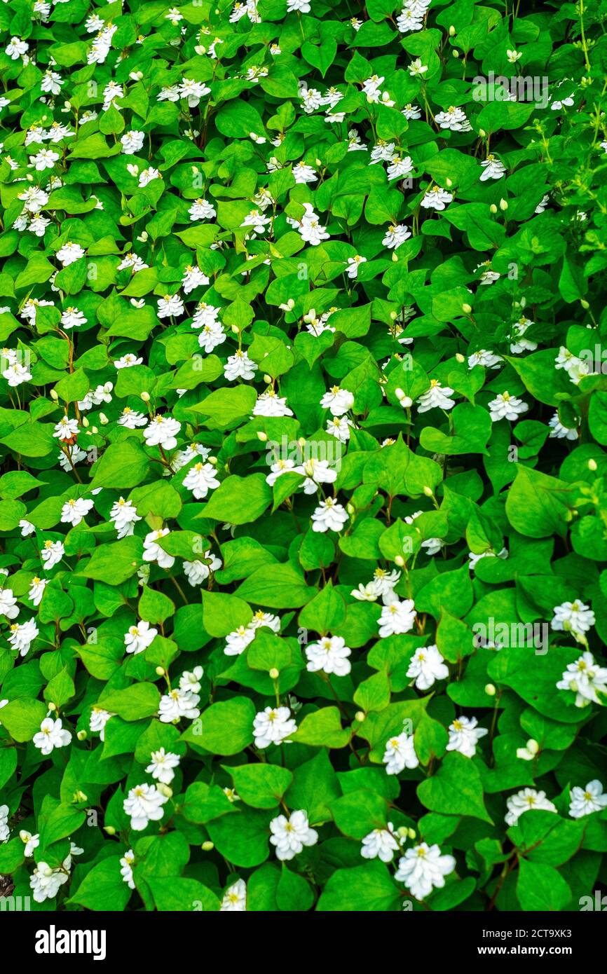 Salt marsh hall gardens Stock Photo - Alamy