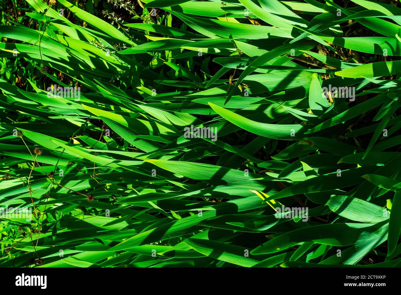 Salt marsh hall gardens Stock Photo - Alamy