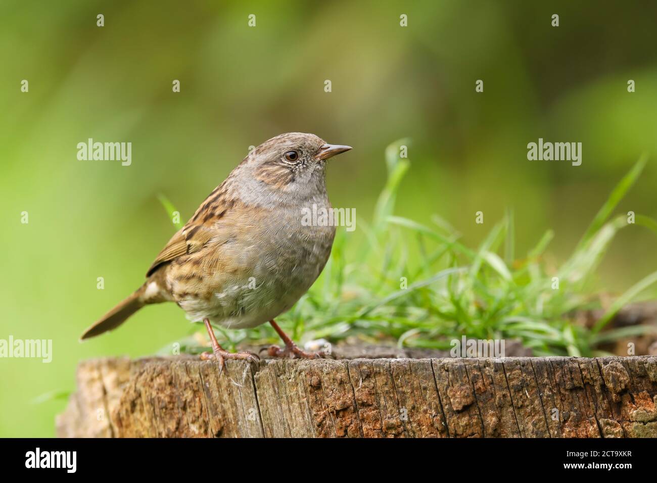 Native birds of great britain hi-res stock photography and images - Alamy