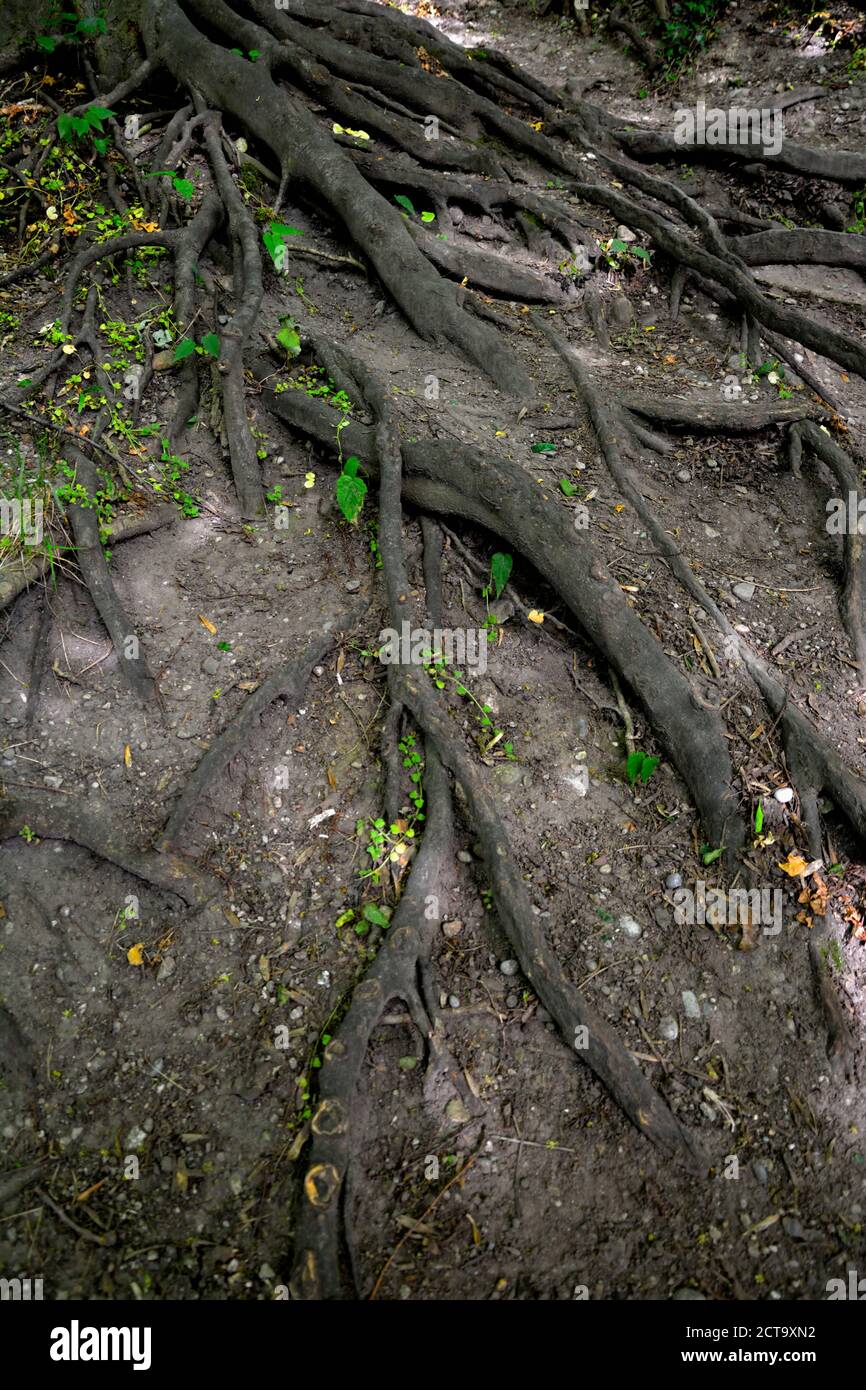 Tree roots and leaves hi-res stock photography and images - Alamy