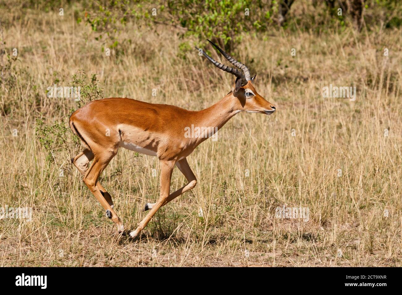 Kenya, Impala running through savanna Stock Photo - Alamy