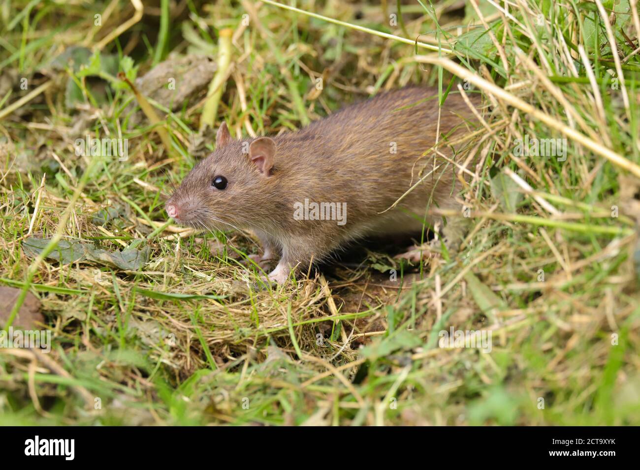 Brown rat, Rattus norvegicus, sneaking out of a hedge Stock Photo - Alamy