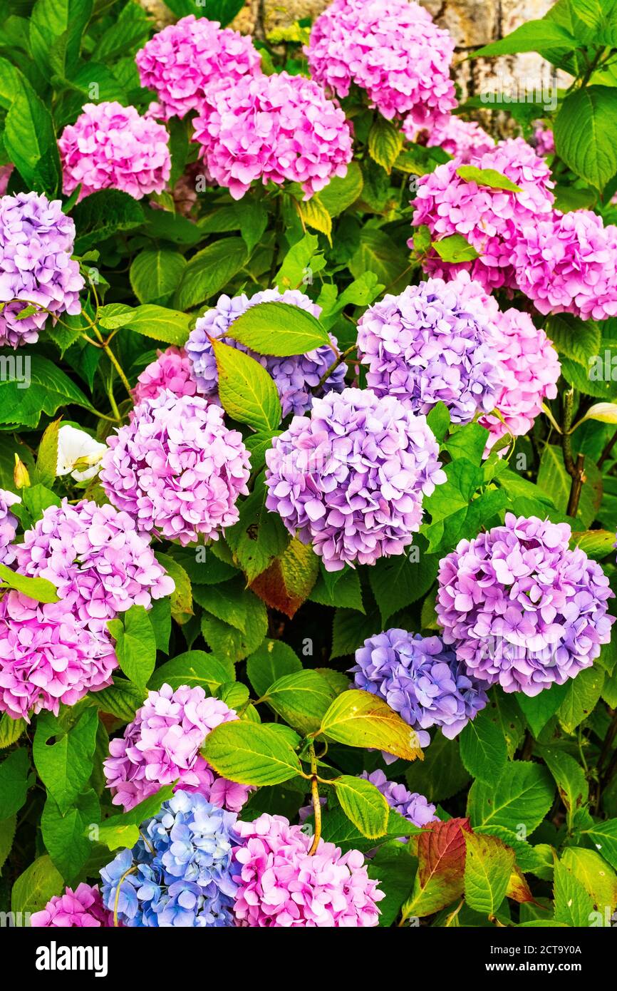 Salt marsh hall gardens Stock Photo - Alamy