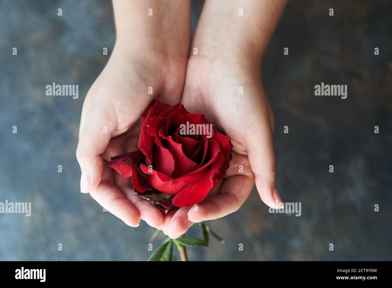 Woman hands holding red rose hi-res stock photography and images - Alamy
