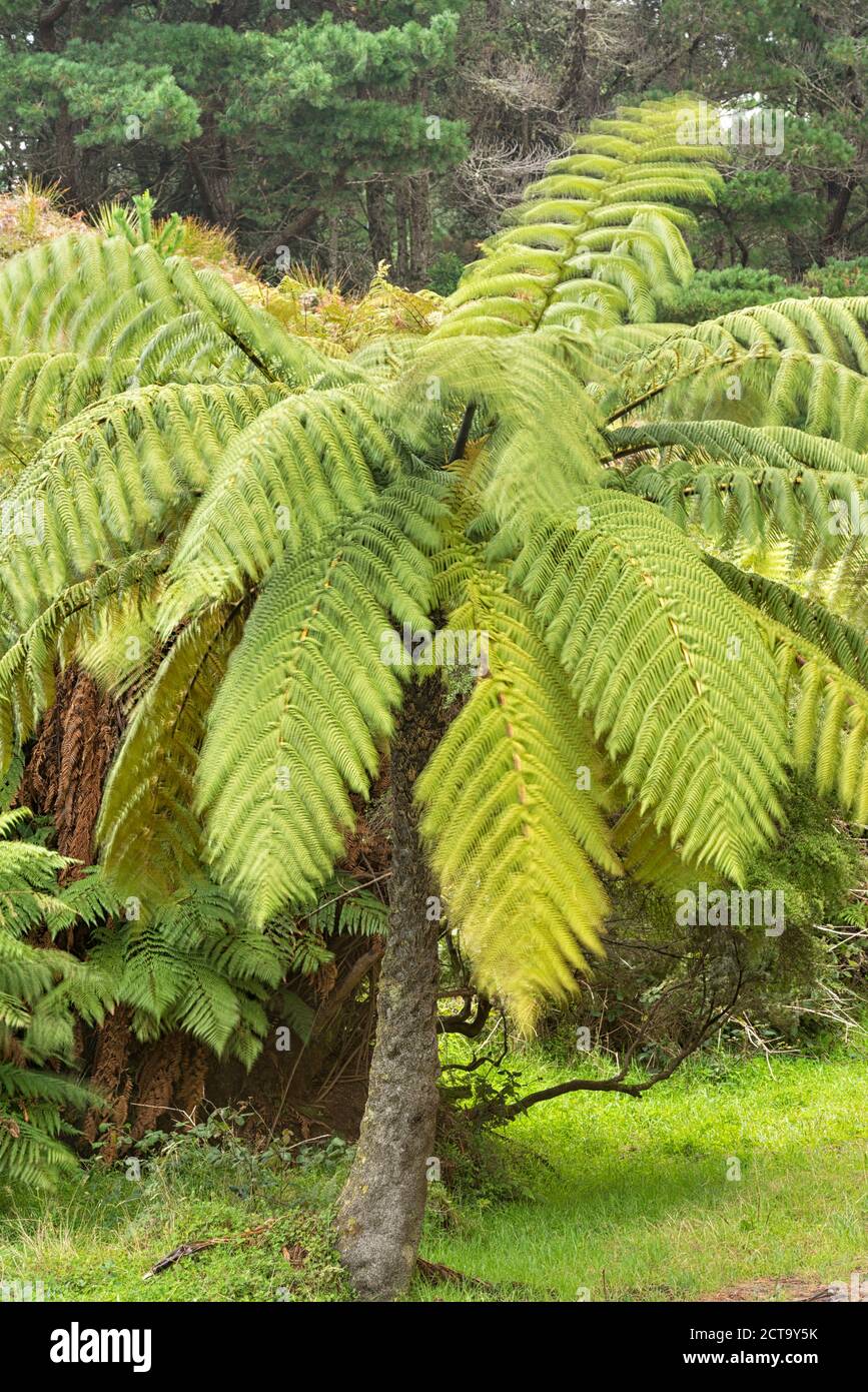 New Zealand, Chatham Island, Tree ferns Stock Photo - Alamy