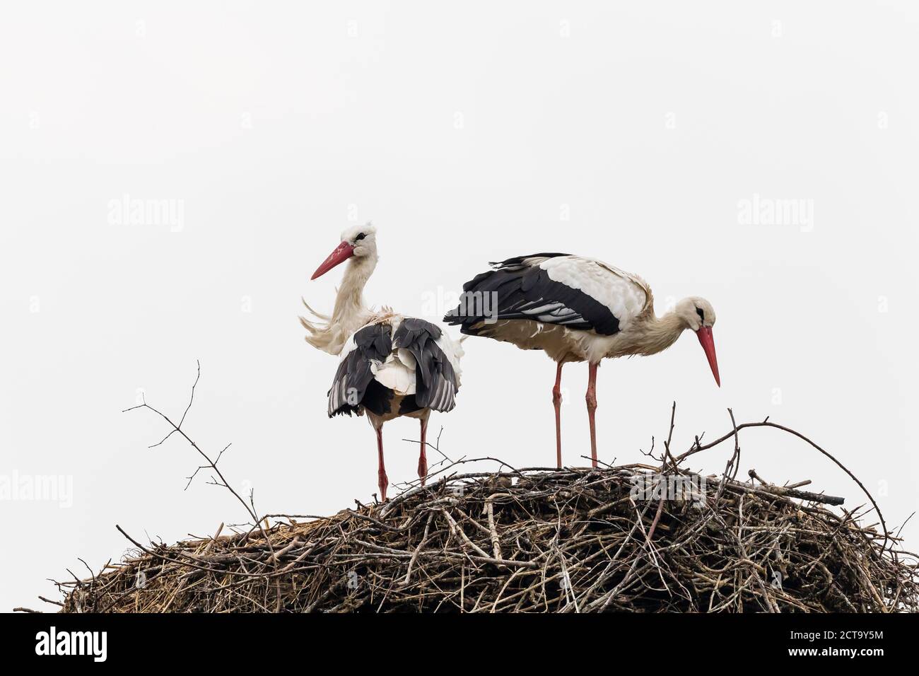 Germany, Storks with nest on roof Stock Photo - Alamy