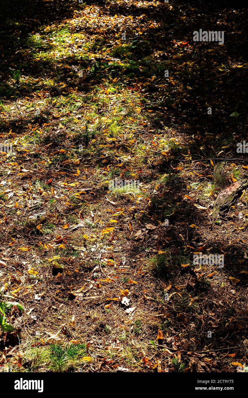 Salt marsh hall gardens Stock Photo - Alamy