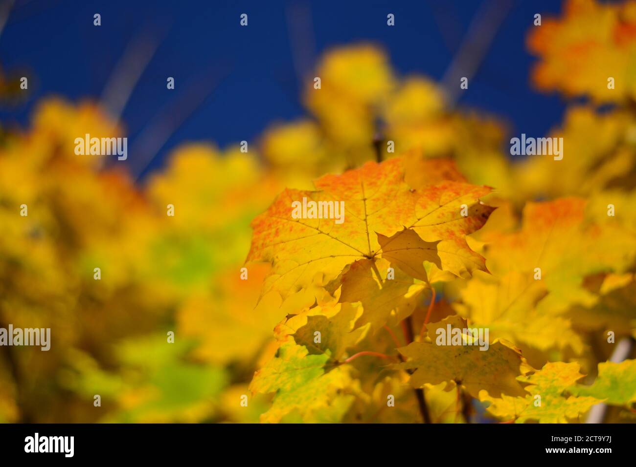 the colors of autumn Stock Photo - Alamy