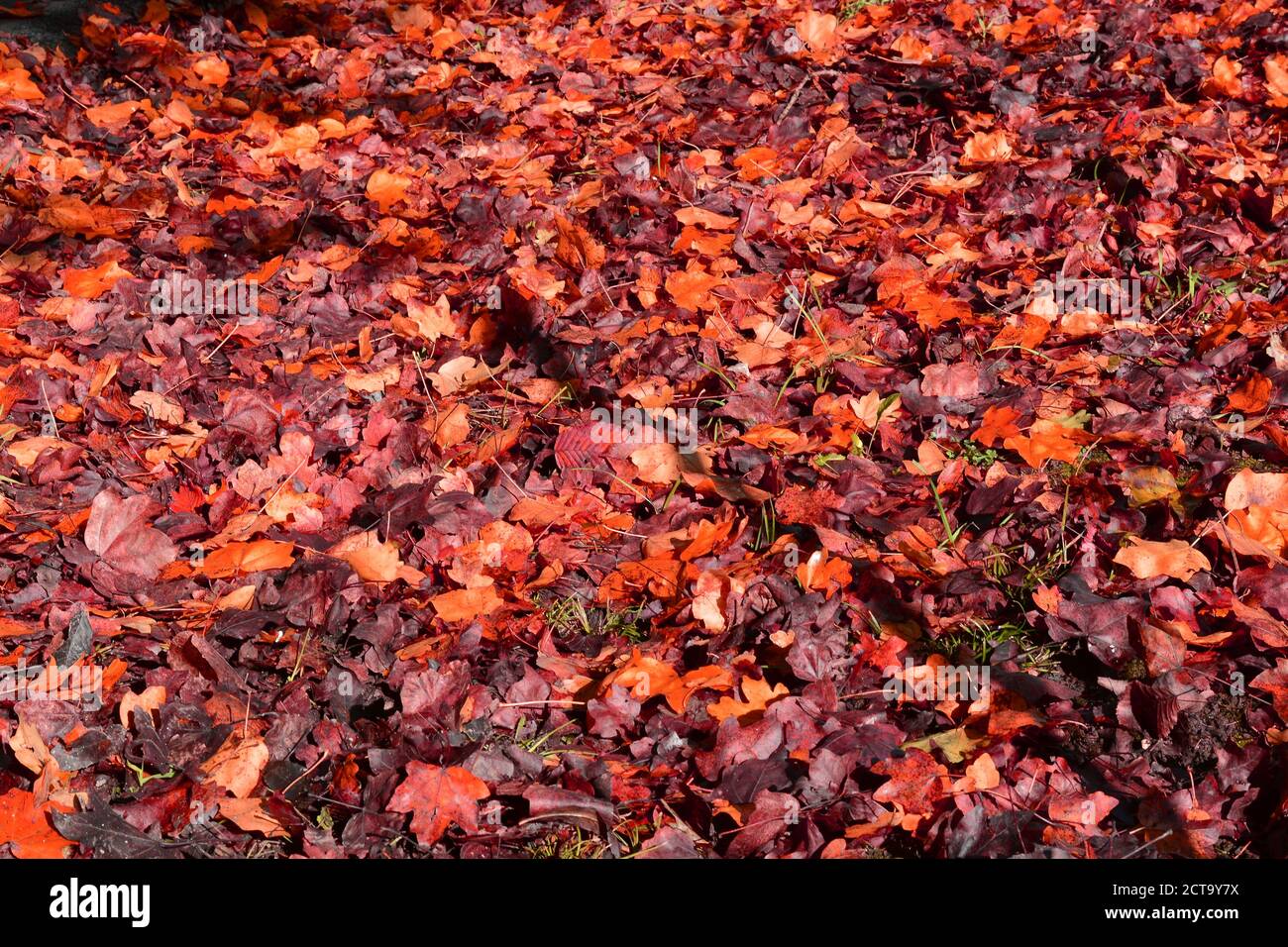 the colors of autumn Stock Photo - Alamy