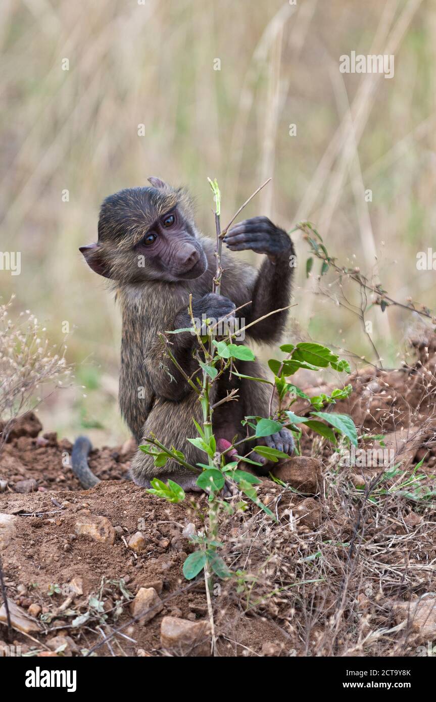 Kenya, Yellow baboon at Maasai Mara National Reserve Stock Photo - Alamy