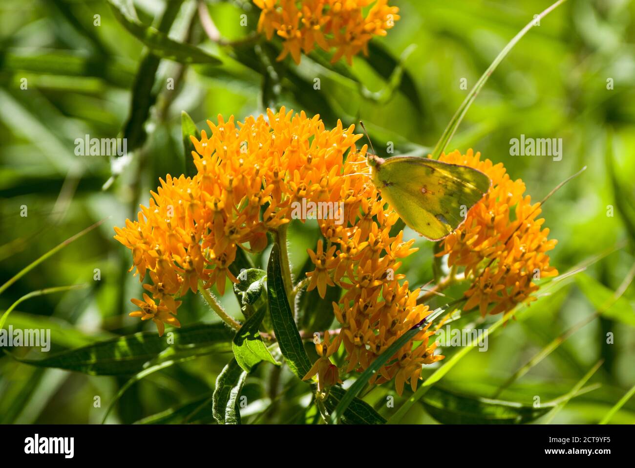 Butterfly Weed (Asclepias tuberosa Stock Photo - Alamy
