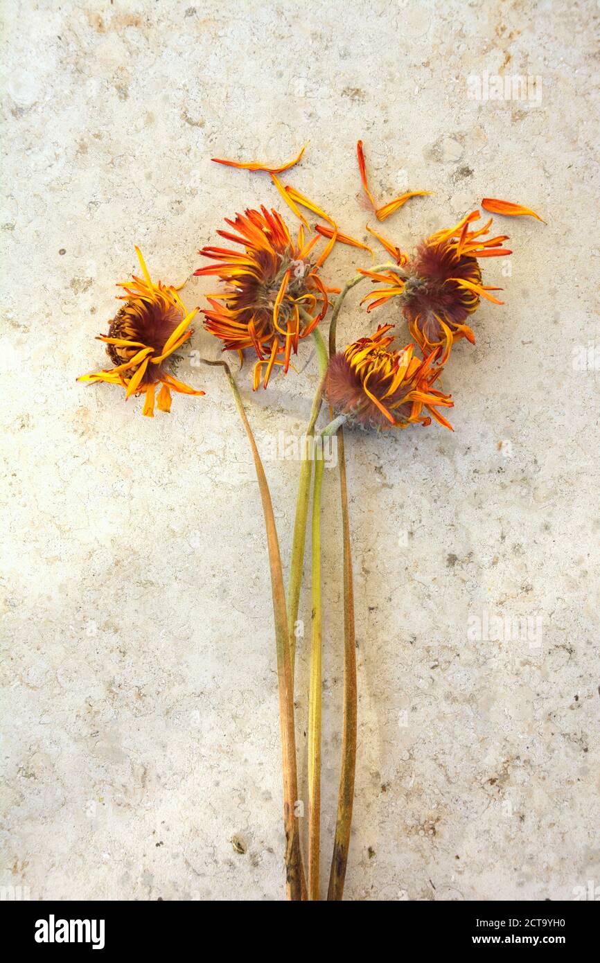 Withered flowers hi-res stock photography and images - Alamy