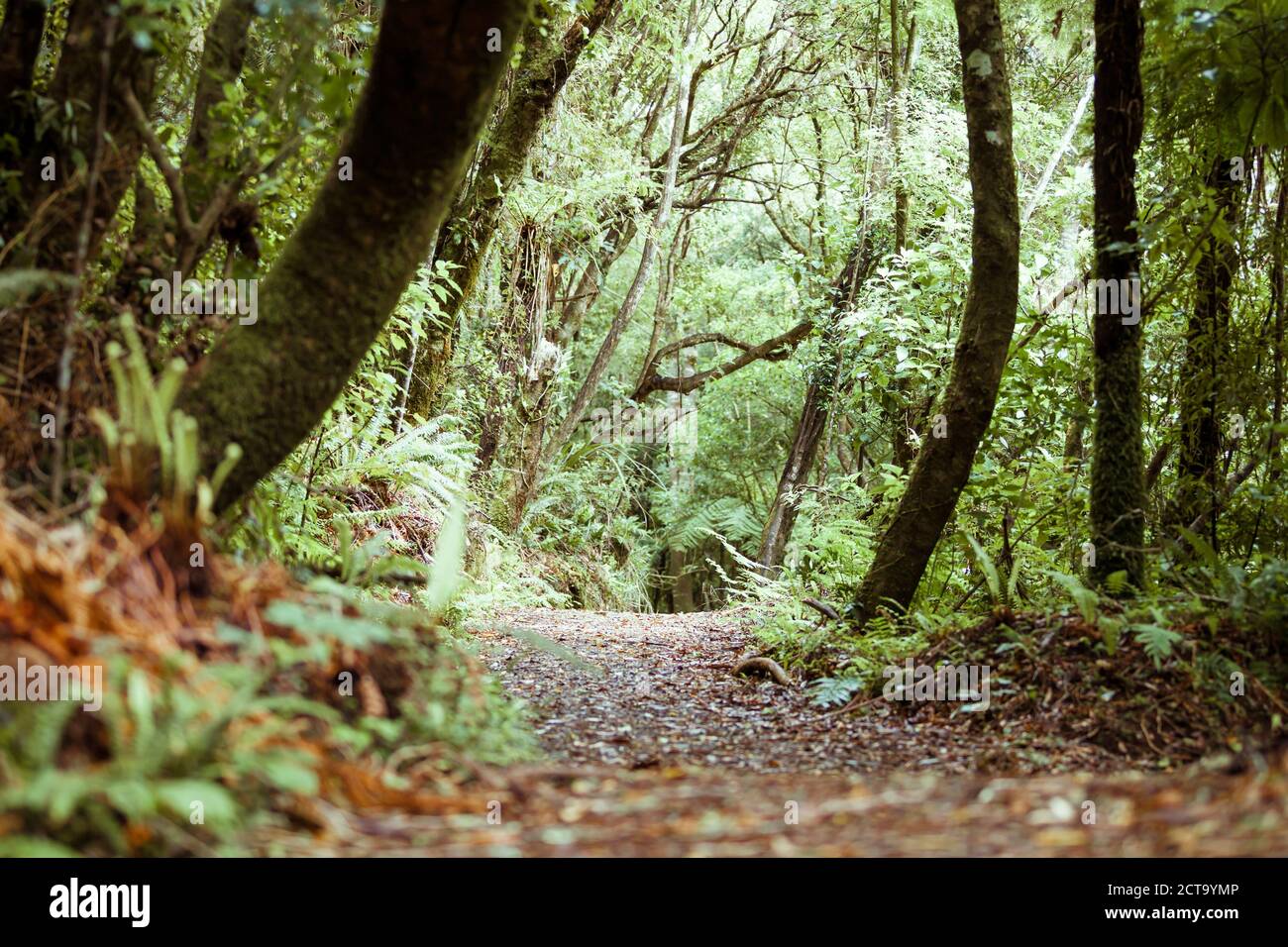 New Zealand, Pukaha Mount Bruce National Wildlife Centre, rain forest ...