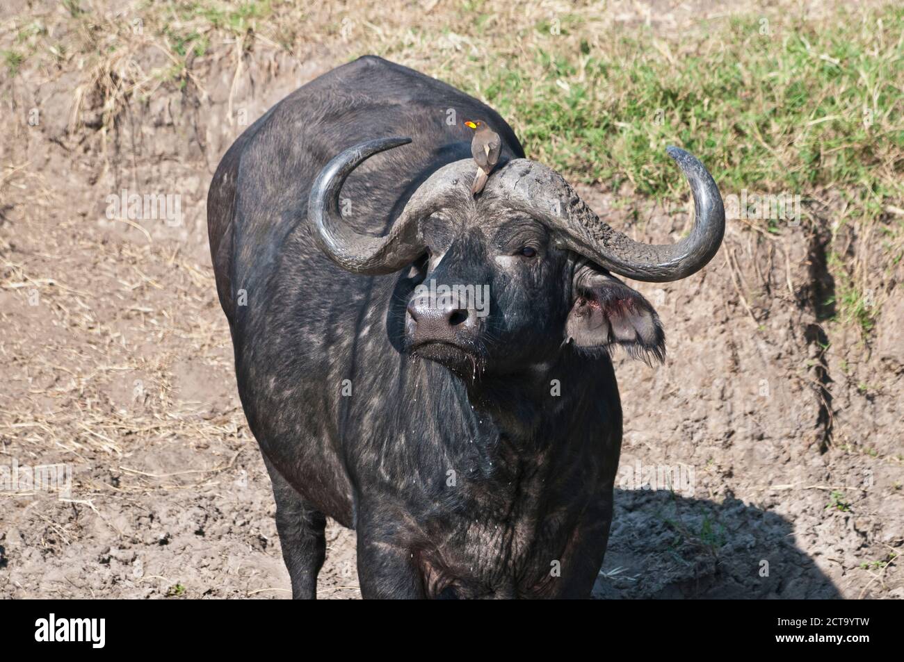 Africa, Kenya, Bird sitting on Cape buffalo head at Maasai Mara ...
