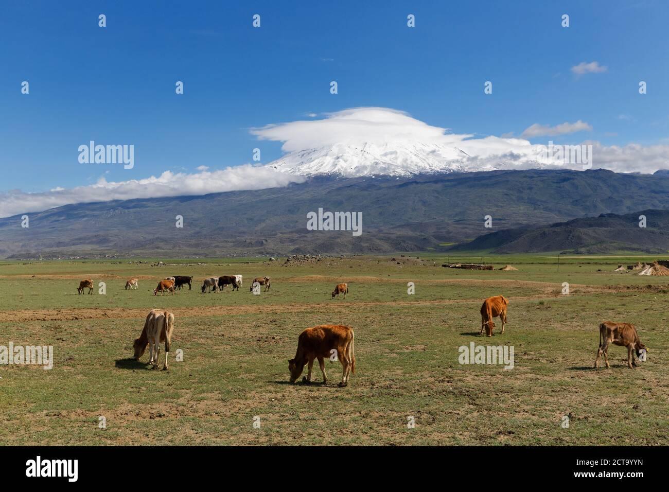 Turkey Cows High Resolution Stock Photography and Images - Alamy