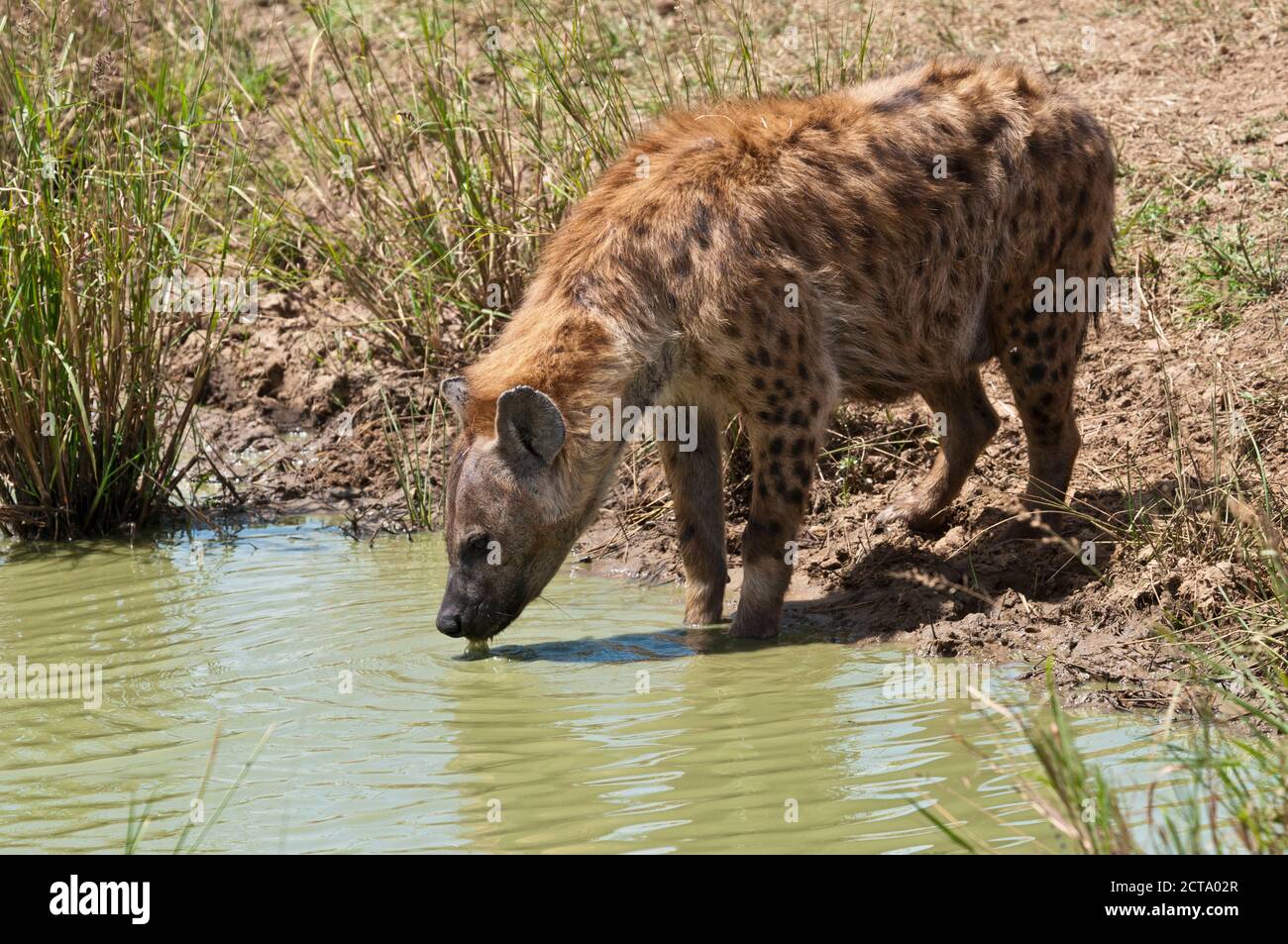 Kenya, Spotted hyena drinking water at Maasai Mara National Reserve ...