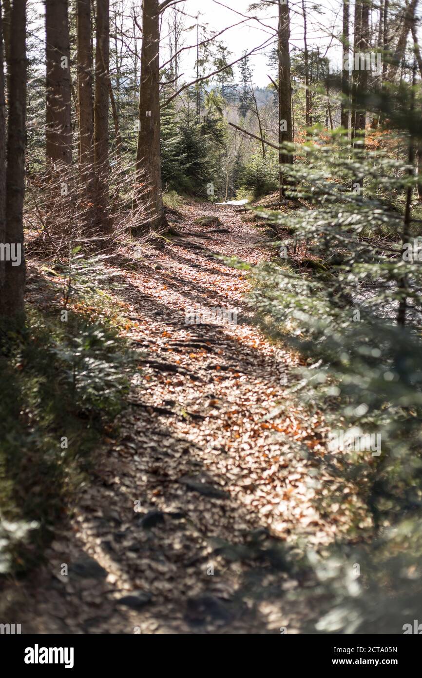 Forest track in sunshine hi-res stock photography and images - Alamy