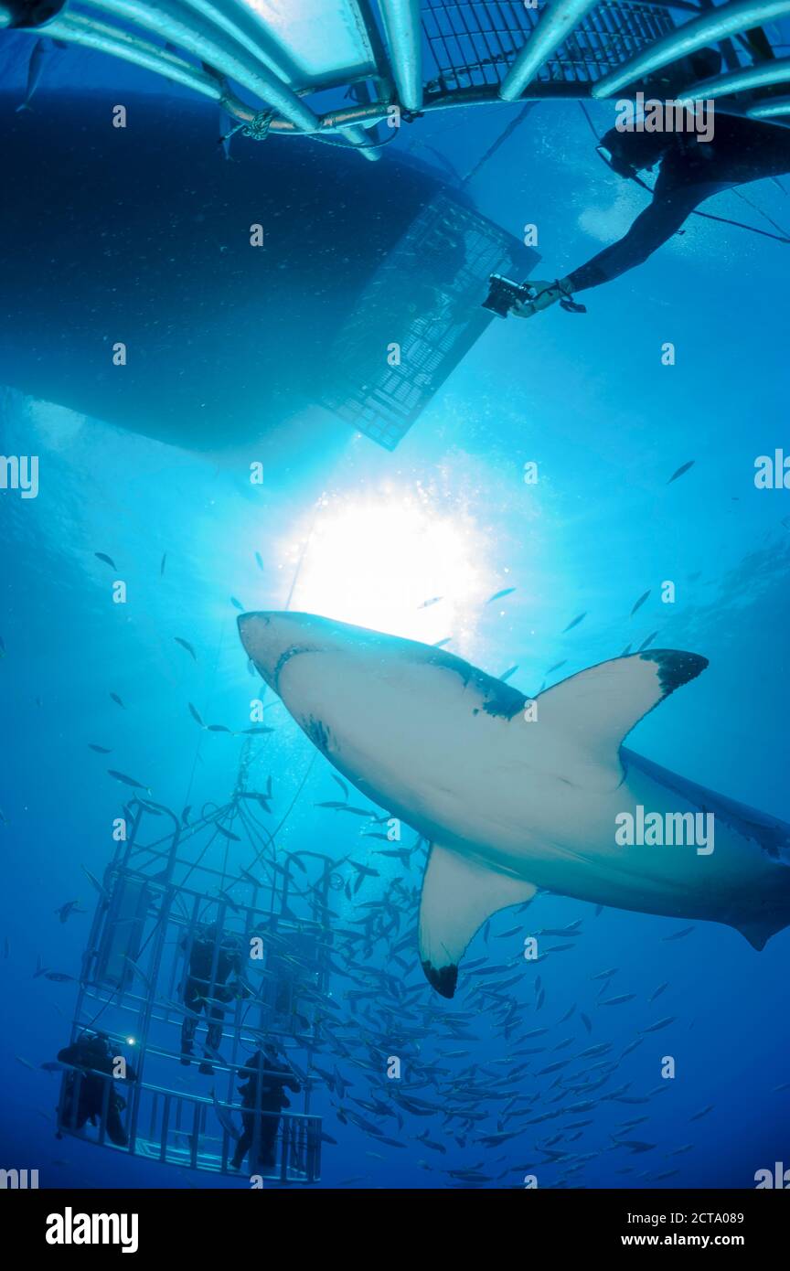Mexico, Guadalupe, Pacific Ocean, scuba divers in shark cages ... Mexico, Guadalupe, Pacific Ocean, scuba divers in shark cages ...